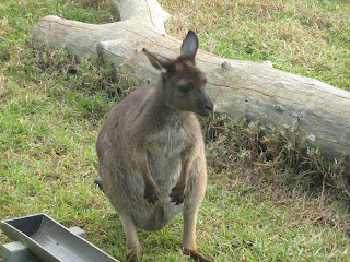 Australian Semester Abroad