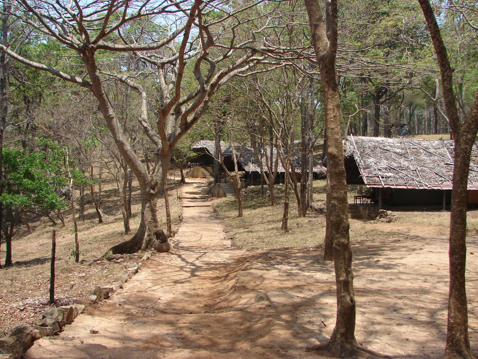 Musings on Living and Life: Foray into the wilderness - K gudi Camp