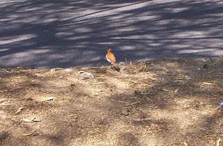 El Chilalo de Piura.Buenas Noticias de Piura, Peru!!!!!!: julio 2007