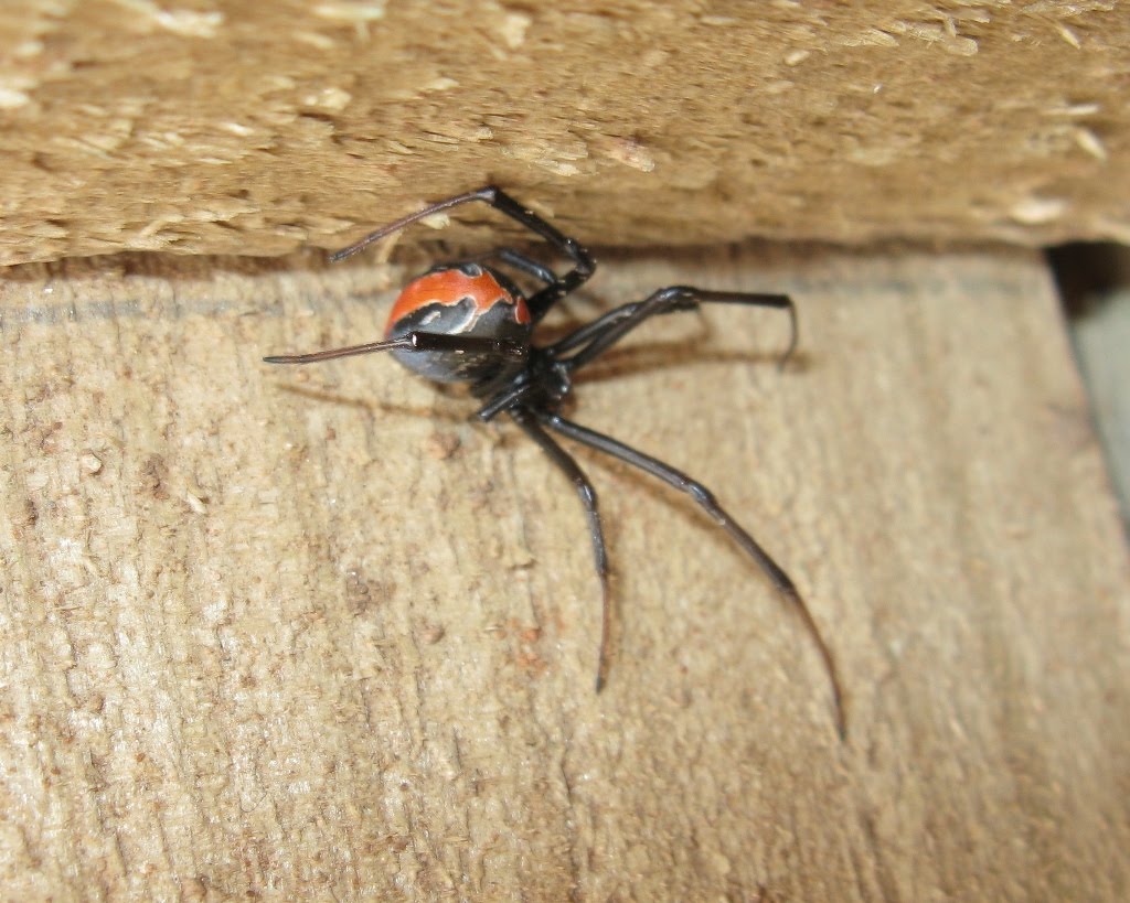 Tony's Photo Blog: Red-back Spider