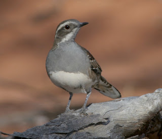 Tony's Photo Blog: Mallee Birds