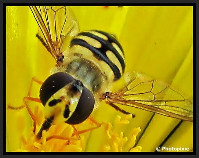 A Pixie's Eye View: Hover-flies