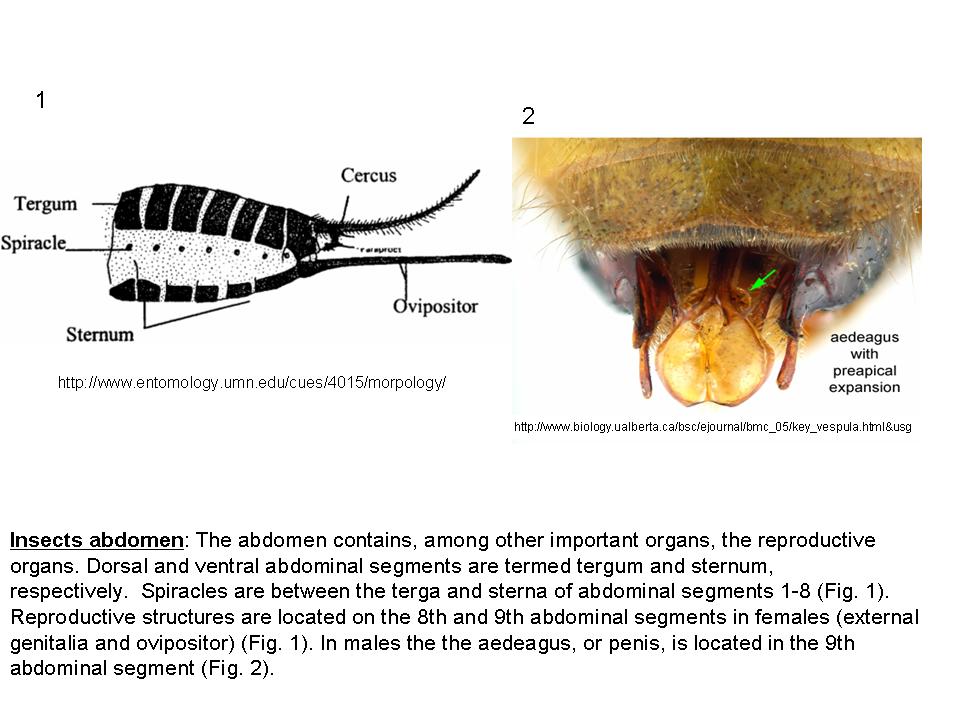 gavargas: Insect Structures: Laboratory 2