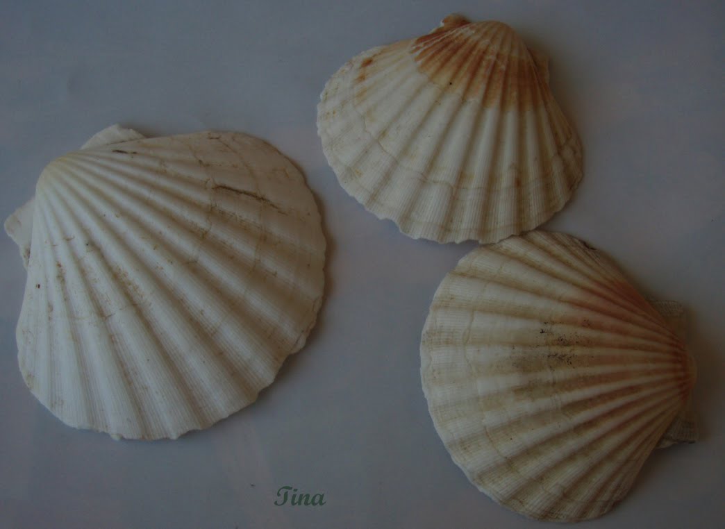 DalmaTinaArt: Školjkeeee :)