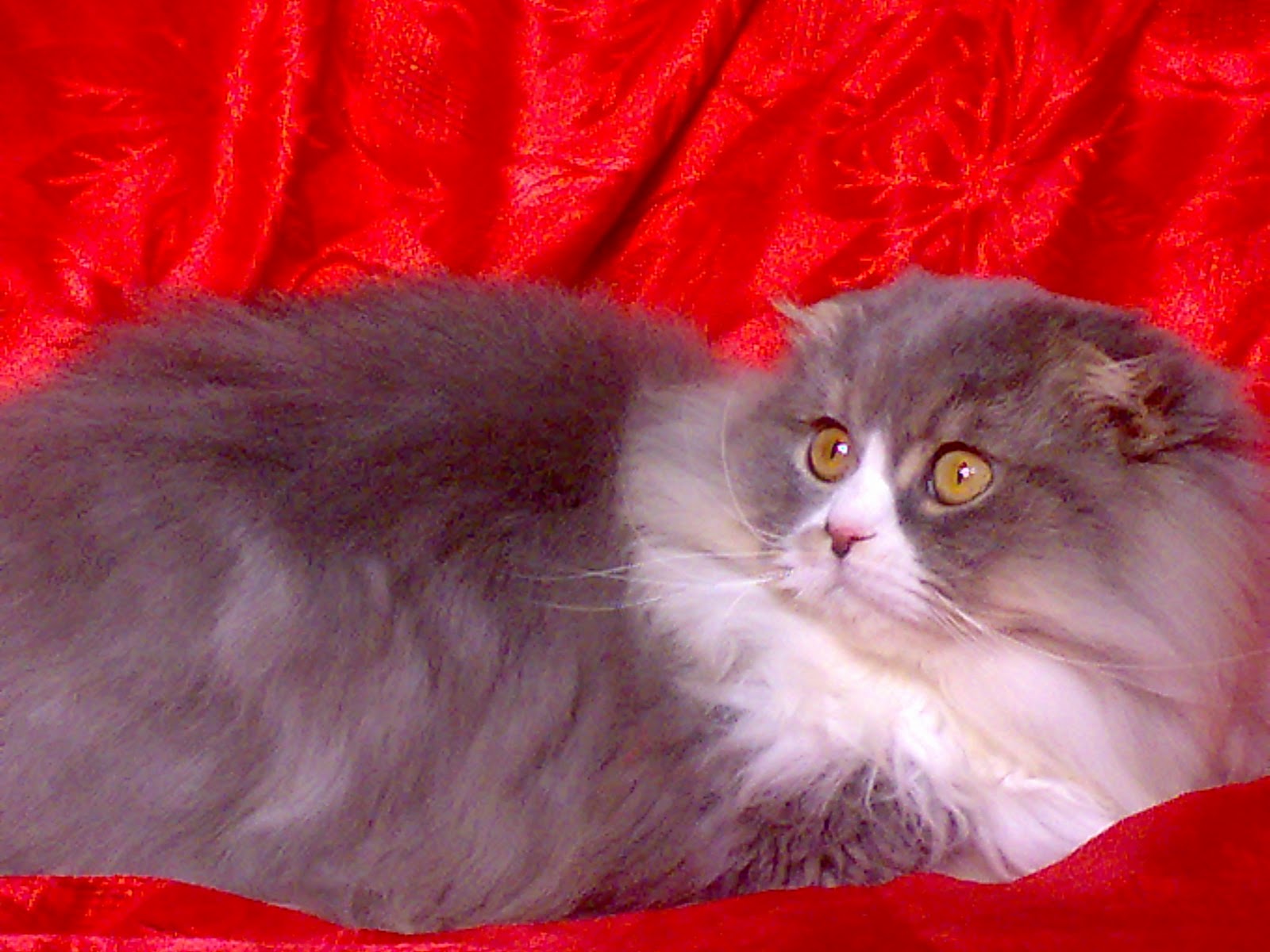 Haggins Cattery: Show