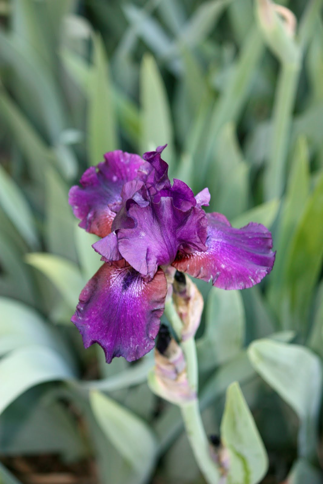 Boise Daily Photo Garden Shot: Purple Iris with Reddish Center