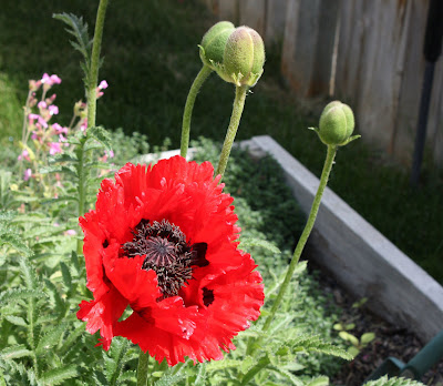 Boise Daily Photo Garden Shot: June 2009