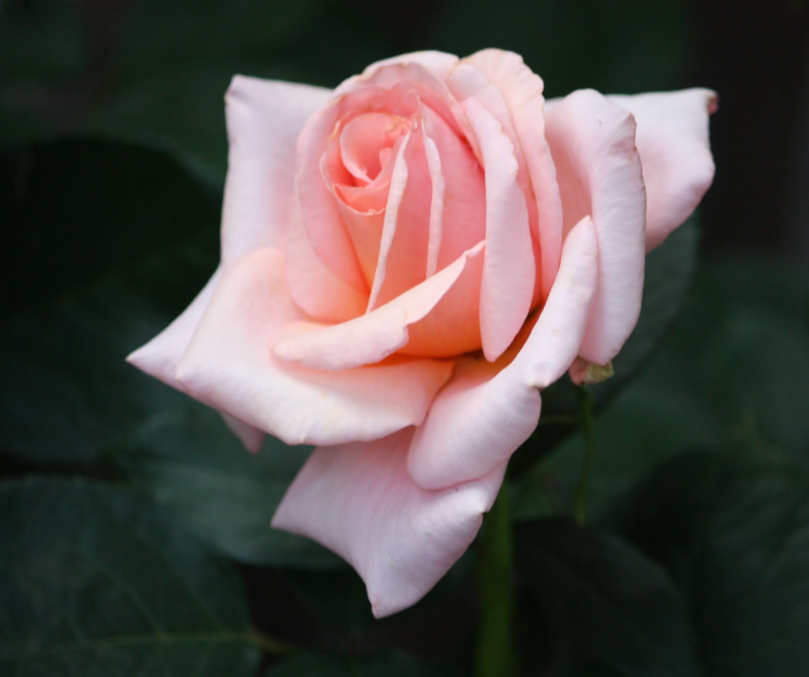 Boise Daily Photo Garden Shot: Peachy Pink Rose