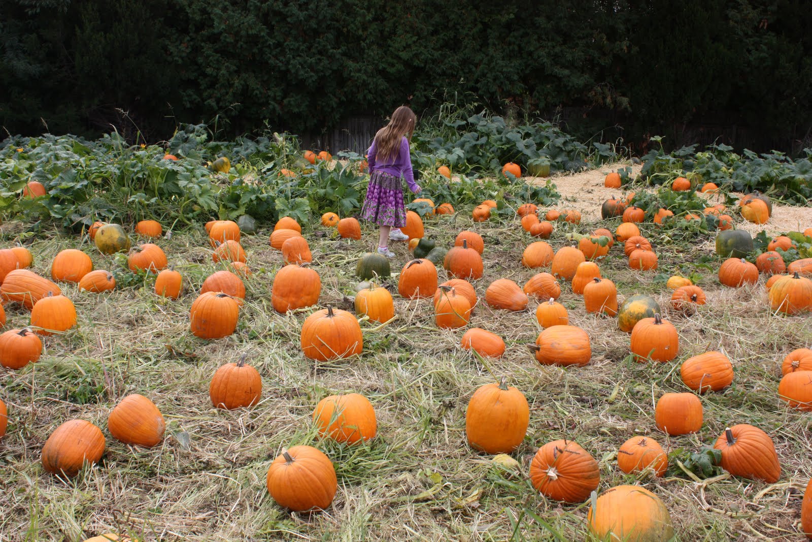 Boise Daily Photo: October 2010