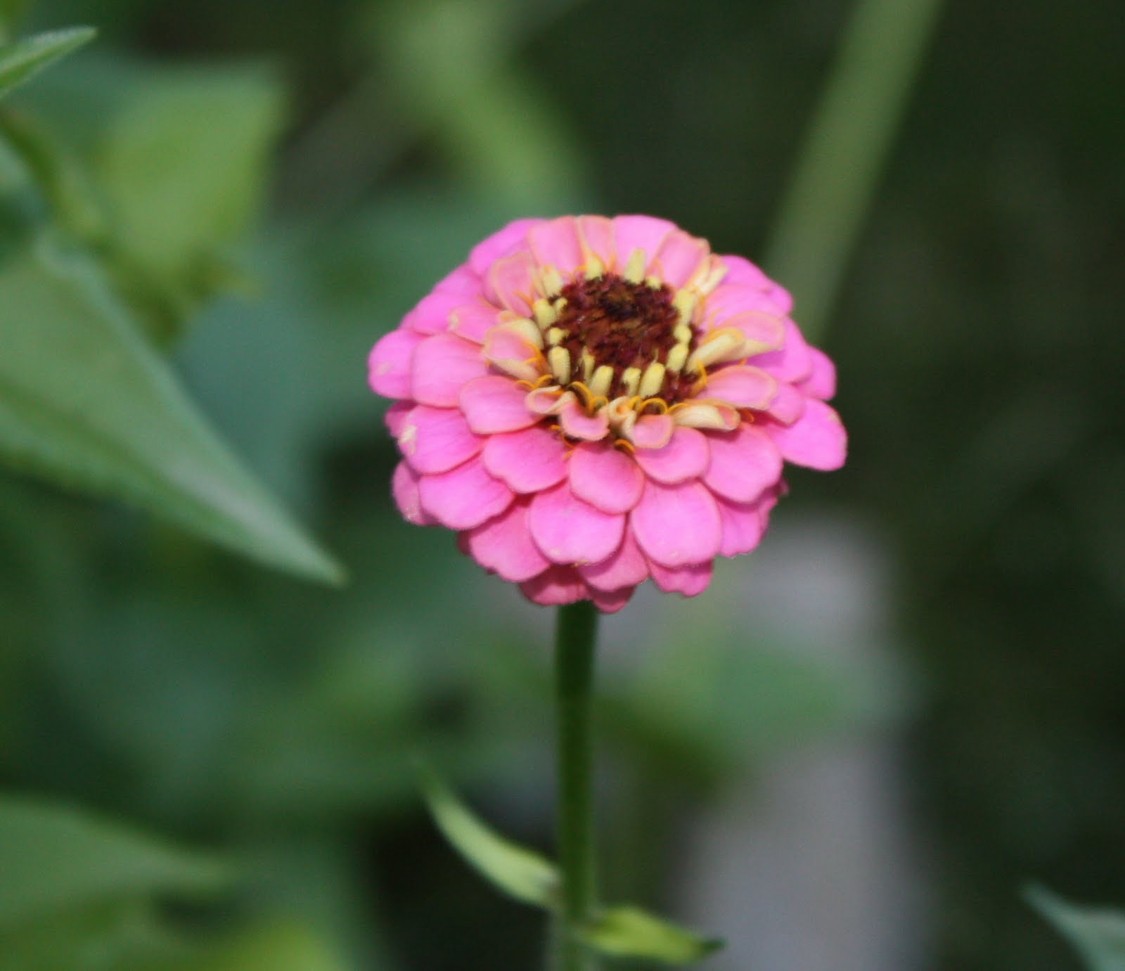 Boise Daily Photo Garden Shot: Zinnia Gallery Series - Mini Pink