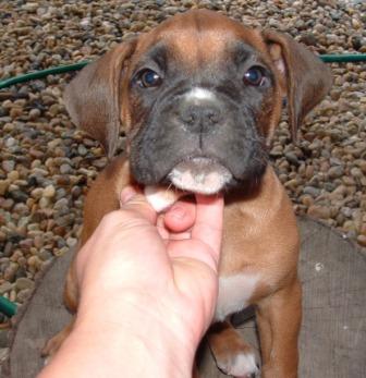 ARBOX boxer kennel: vand pui BOXER GERMAN