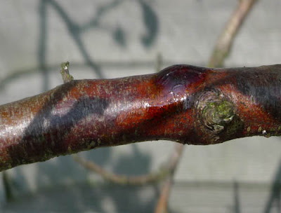 oxfordpomona: Bacterial Canker?