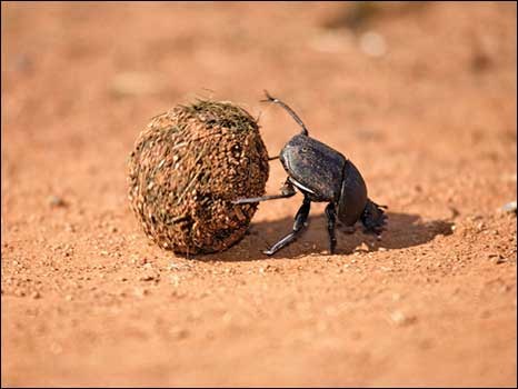 Os mais impressionantes insetos do mundo