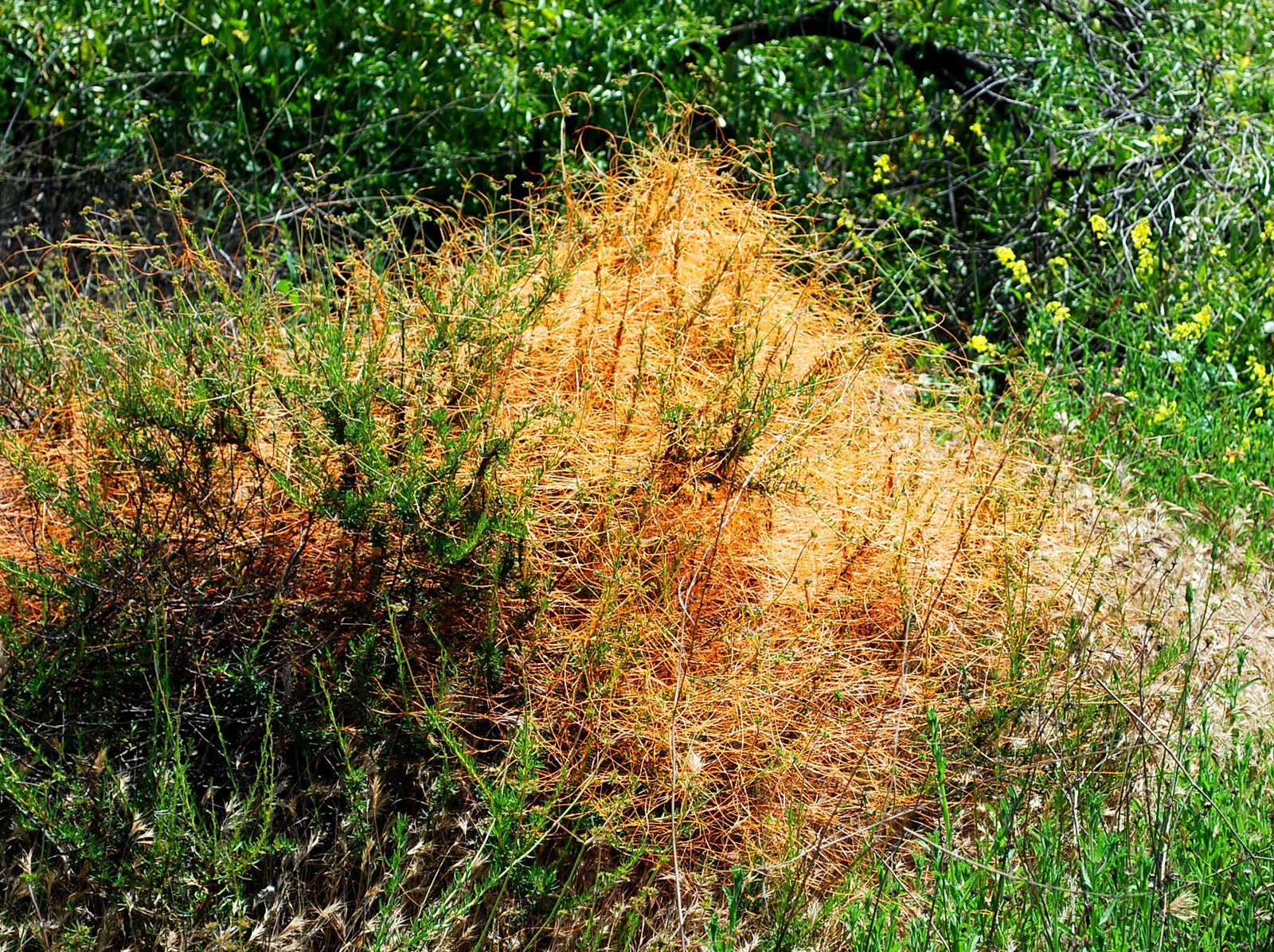 Eternal Youth of Nature: Witch's Hair