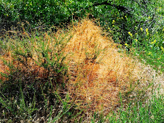 Eternal Youth of Nature: Witch's Hair
