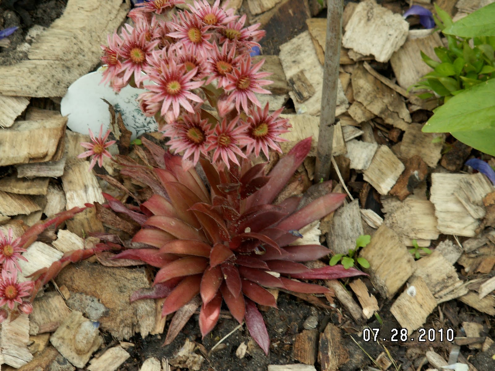 Carola's Alberta Garden 2019: July 2010