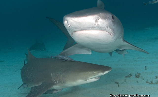 @maz!ng $cienc€: Ground Sharks