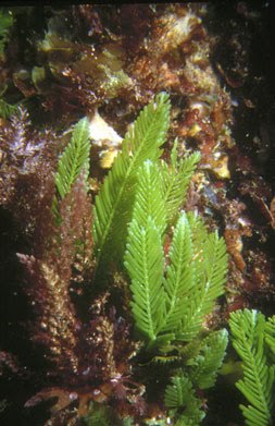 @maz!ng $cienc€: Chlorophyta: Green Algae