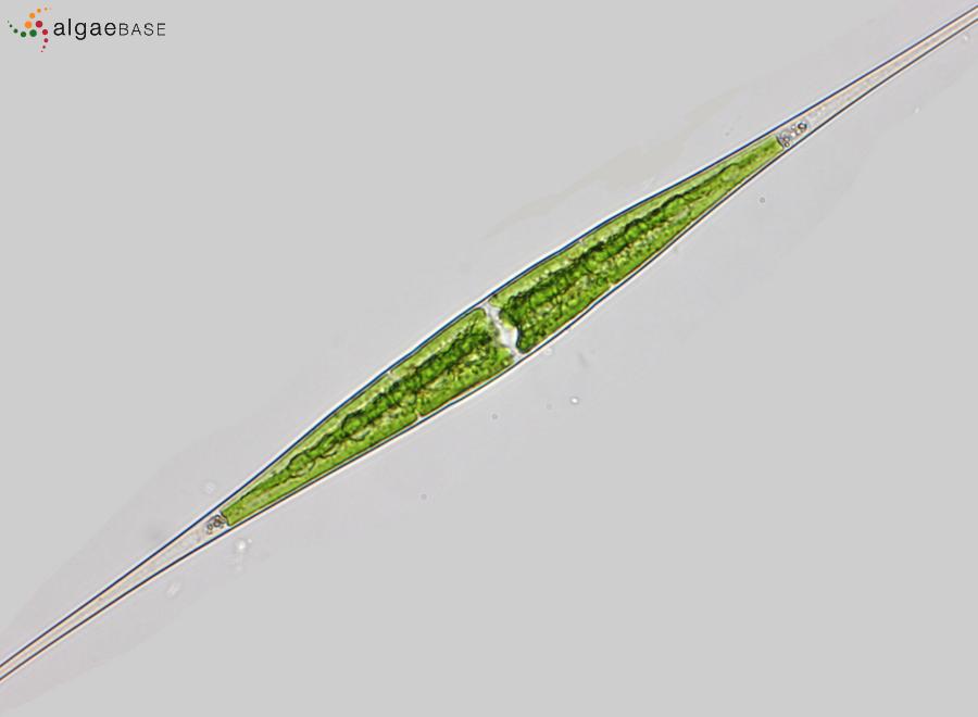 @maz!ng $cienc€: Chlorophyta: Green Algae