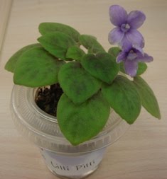 ahkee72: African Violet Collection - Updates Nov09