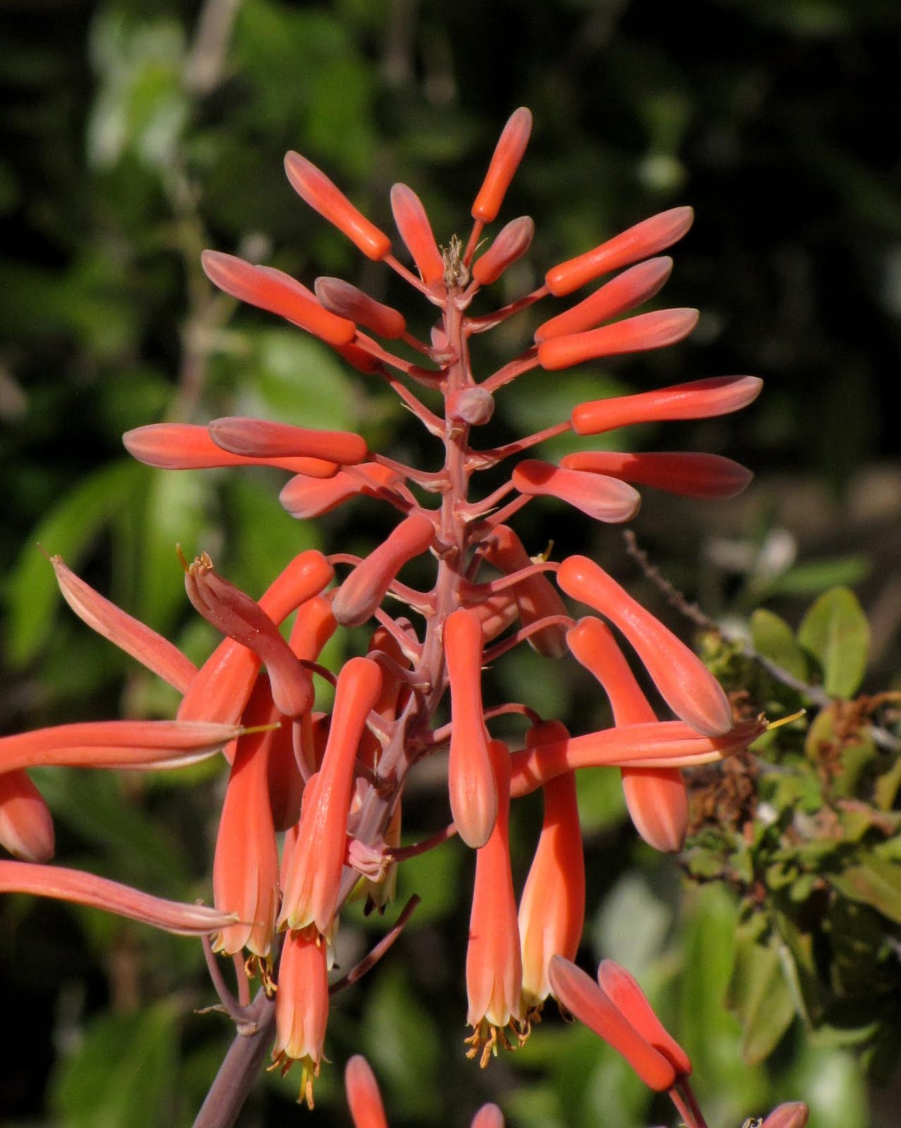 Desert Colors: Today's Flowers - Aloe