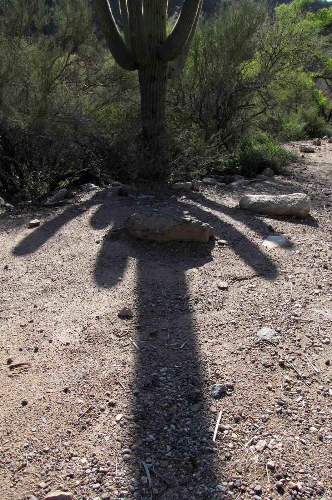Desert Colors: Shadows of branches