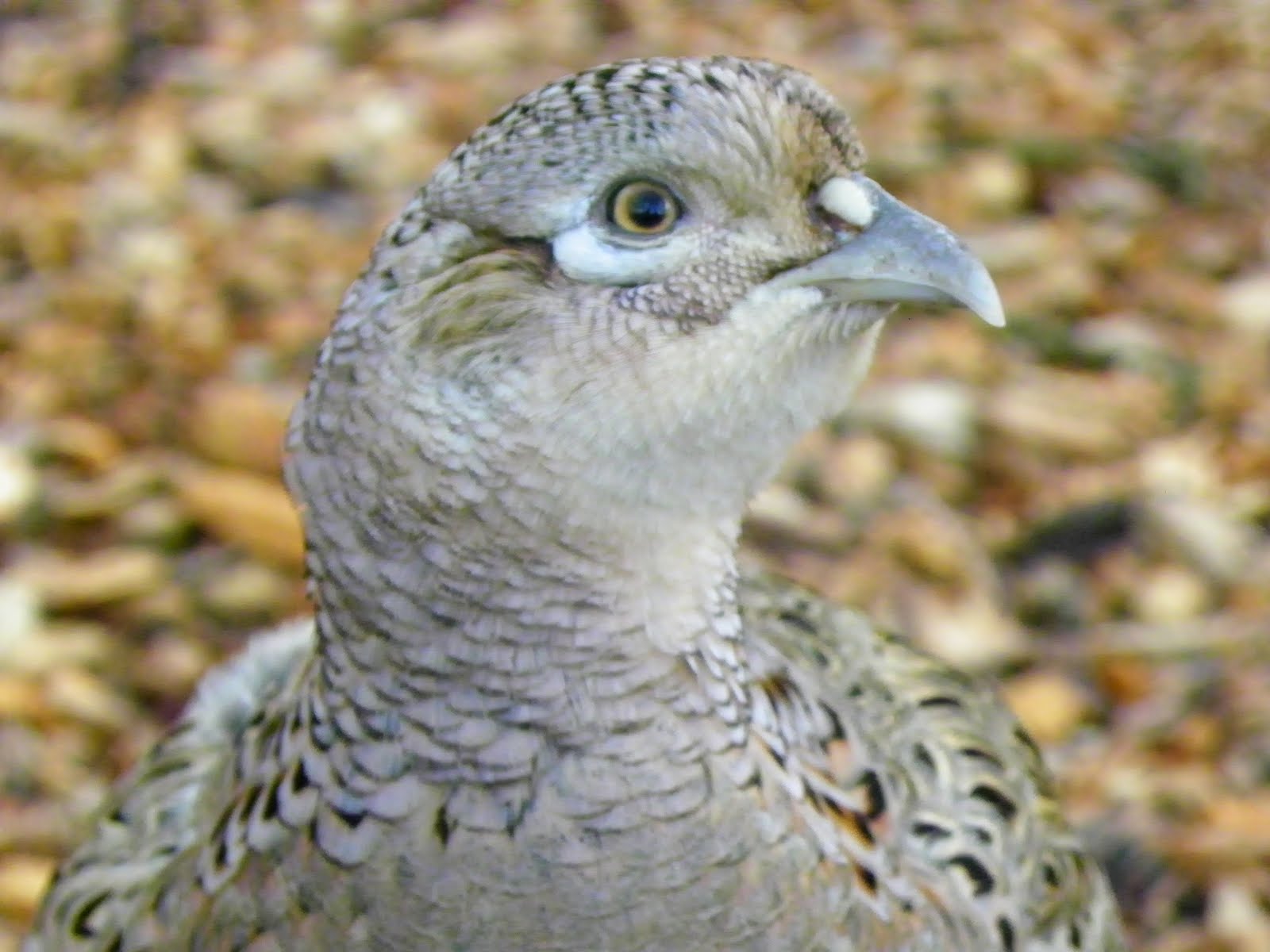 DIGISCOPING desde ASTURIAS: FAISÁN COMÚN.-Phasianus colchicus