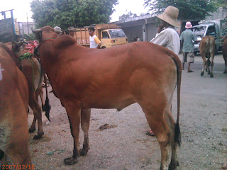 Area Peternakan: Sapi, Kambing, Domba, Berkualitas