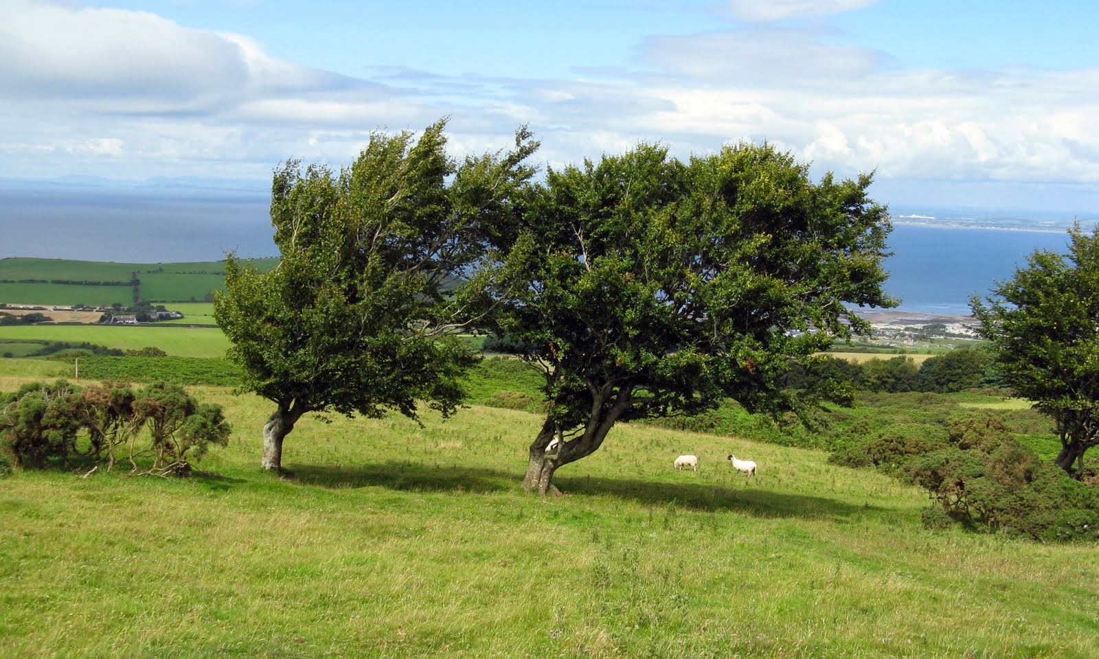 Strong Wind Blowing Through Trees Natural White Noise