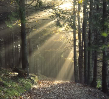 Resolution #3 - Read My Bible Each Day - Digging The Word