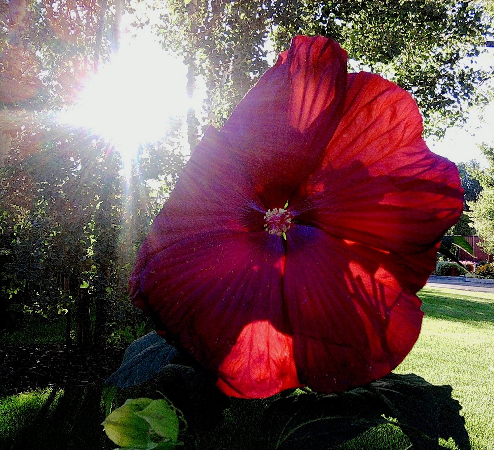 Skunk Tracks: Pie Plate Hibiscus