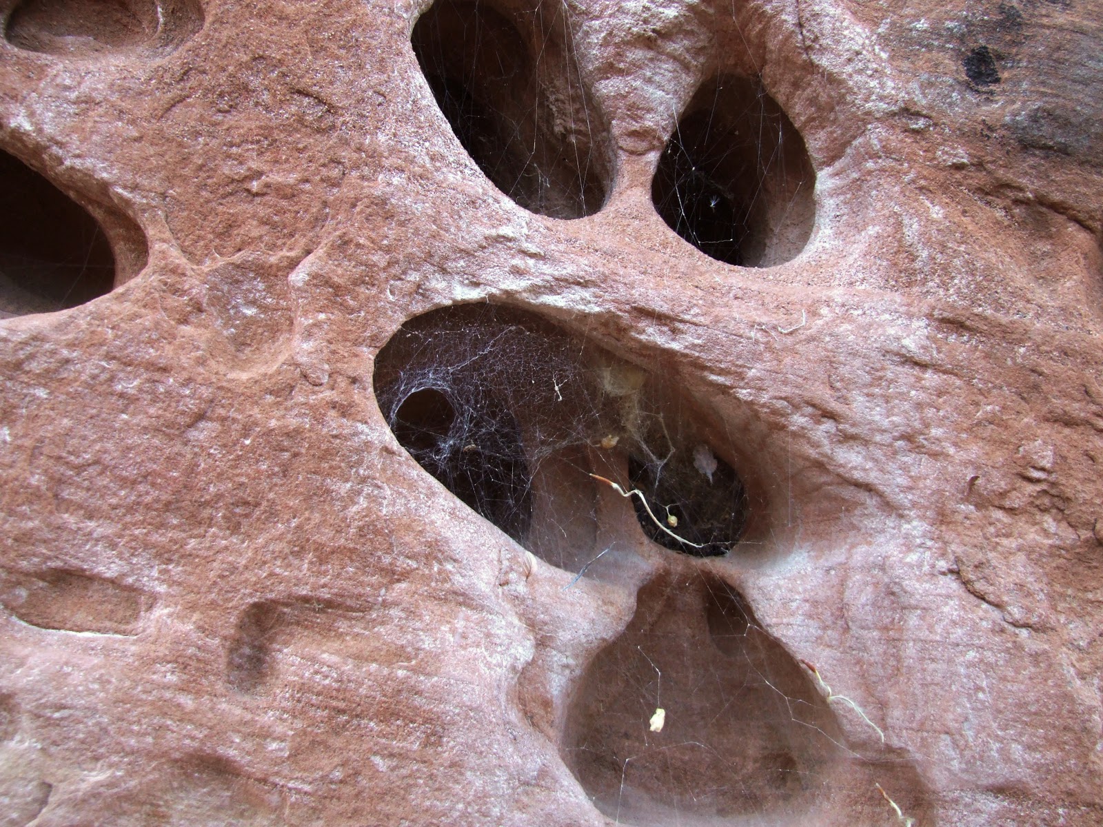 Skunk Tracks: Fall in Grand Junction