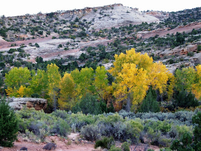 Skunk Tracks: Fall in Grand Junction