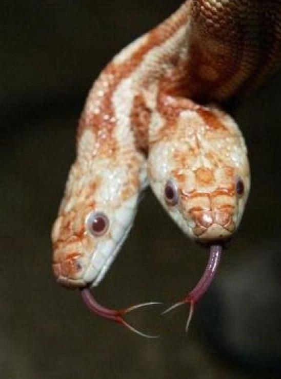 பொக்கிஷம் கொட்டி கிடக்குது: Two headed Mutants