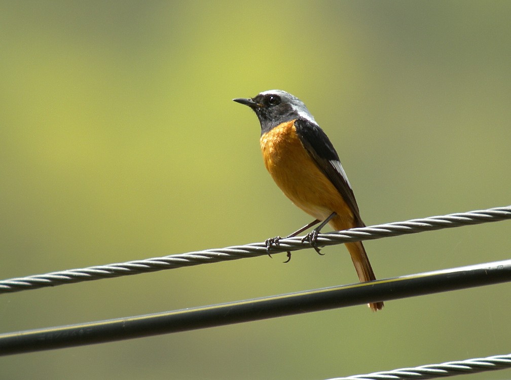 JRandSue: We fancied a Chinese.