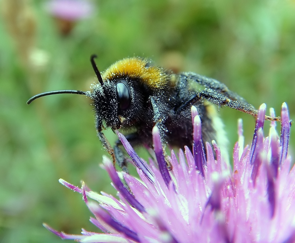 JRandSue: Spider Bonus (or Arachnophobia if you're called Sue)