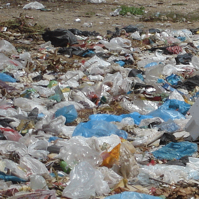 Ali's Zone: The Harmful Effects of Plastic Bags
