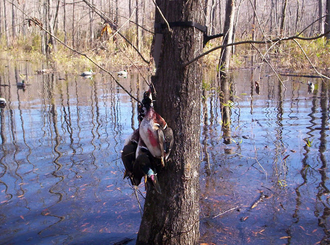SOUTH CAROLINA DUCK HUNTS: SOUTH CAROLINA 2009-2010 DUCK SEASON