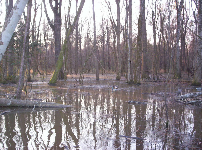 SOUTH CAROLINA DUCK HUNTS