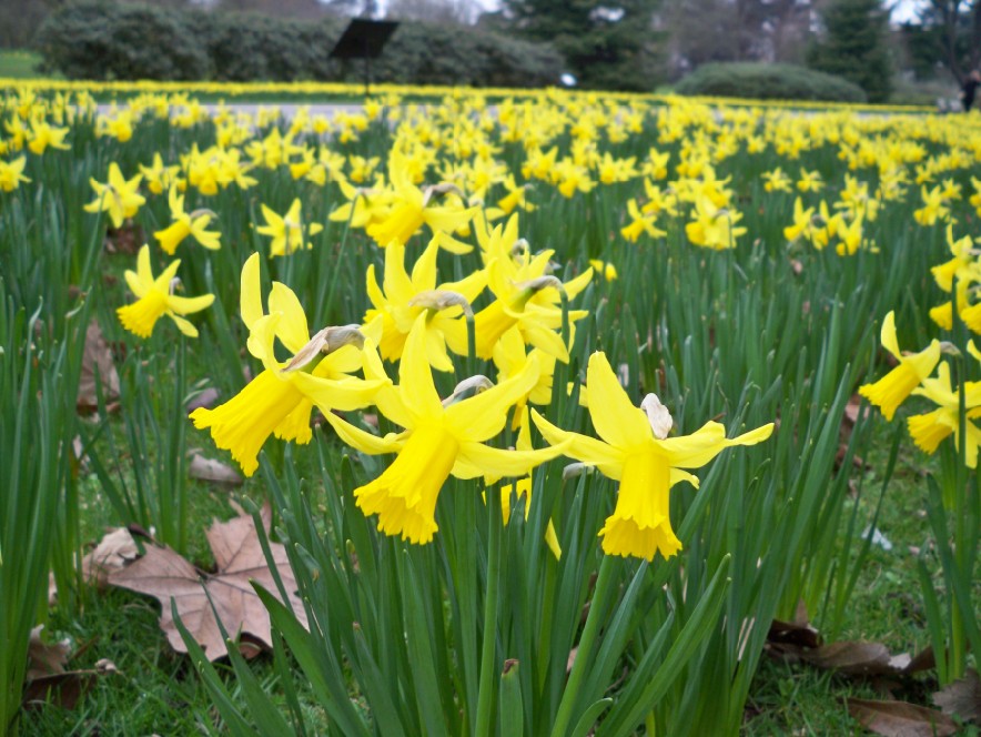 A little bit of everything: Daffodils (1804) - William Wordsworth