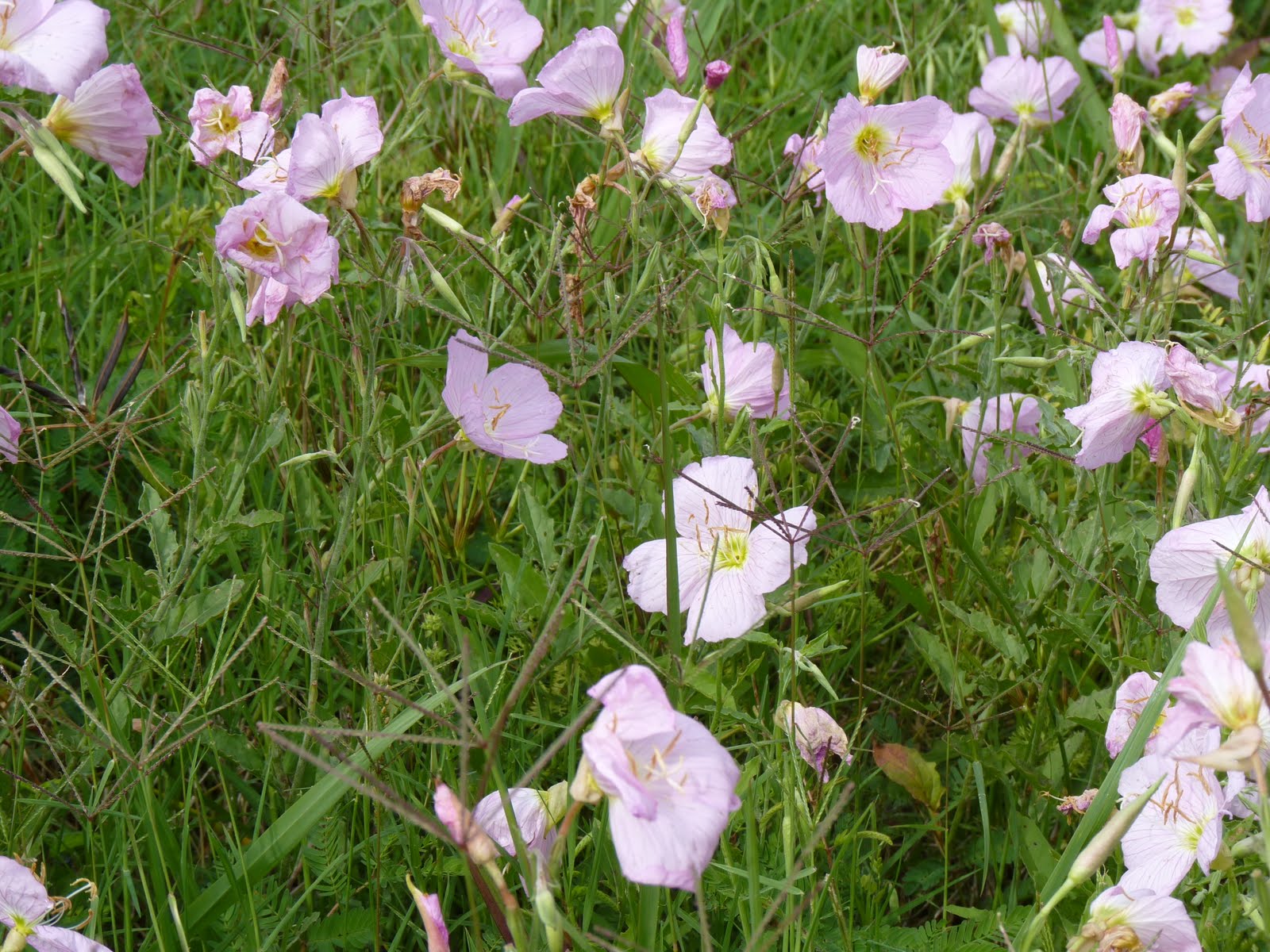 Houston Gardens: Mexican Evening Primrose