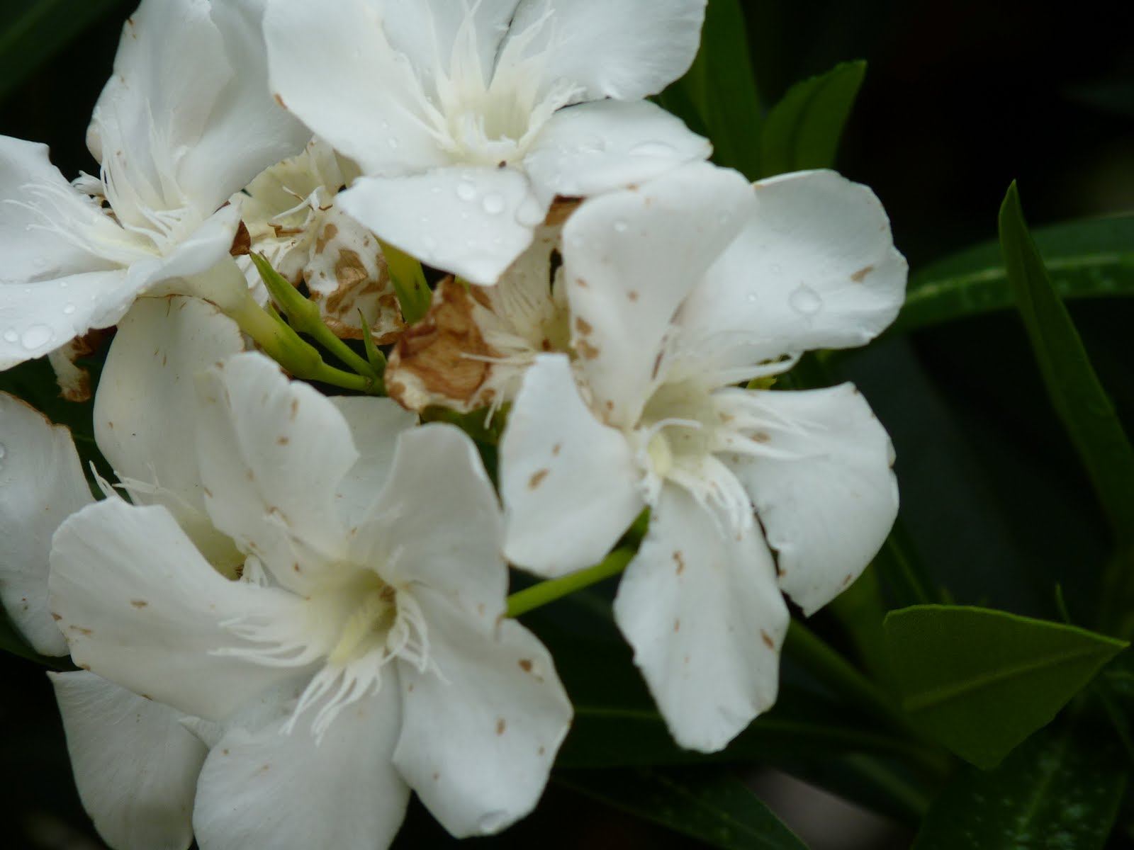 Houston Gardens: Lovely But Poisonous Oleander