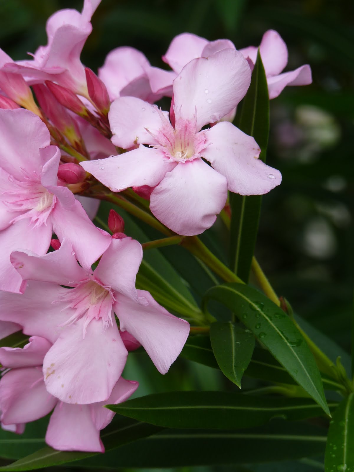 Houston Gardens: Lovely But Poisonous Oleander