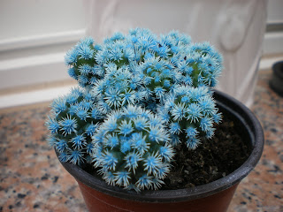 cactus azul | El jardín de Maca