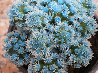 cactus azul | El jardín de Maca