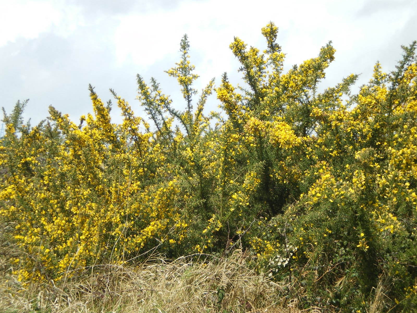 Tojos en flor | El jardín de Maca