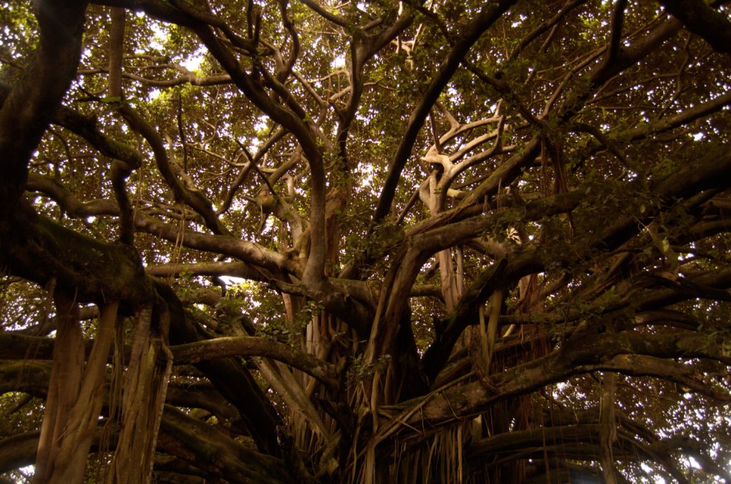 El árbol de Guacarí - ForoCoches
