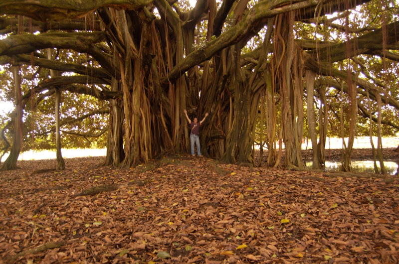 El árbol de Guacarí - Forocoches