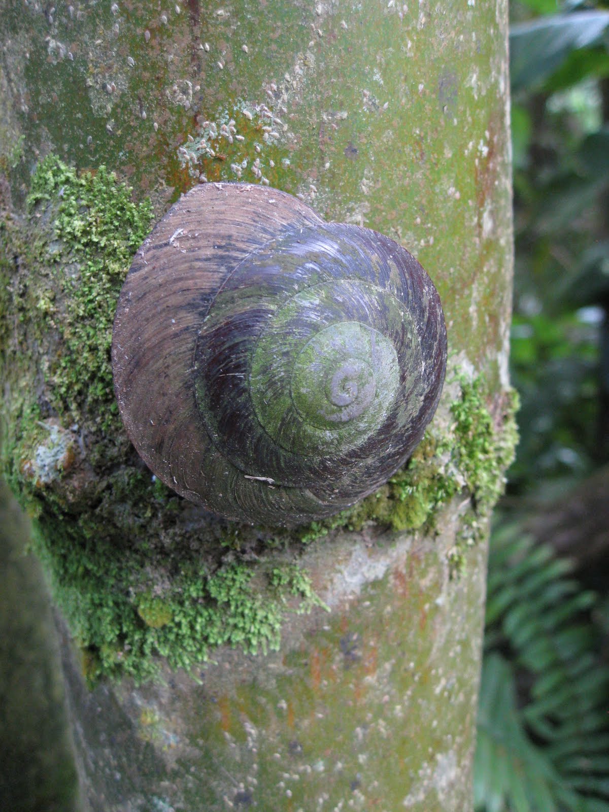 Veggie Revolution: Exploring the tropical rainforest in Puerto Rico: El ...