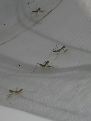 Veggie Revolution: Our mantises hatched! Great for the garden!